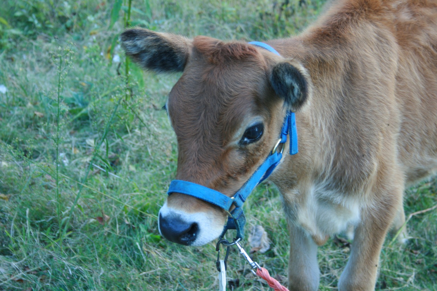 The Return of the Family Milk Cow | Lani's Cup of Tea