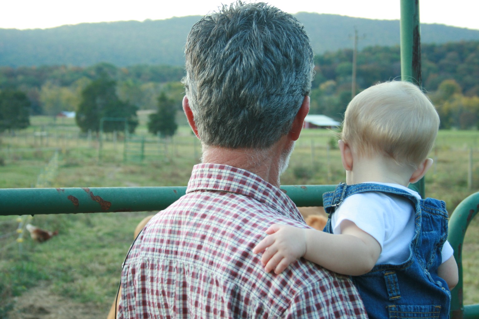 The Return of the Family Milk Cow | Lani's Cup of Tea