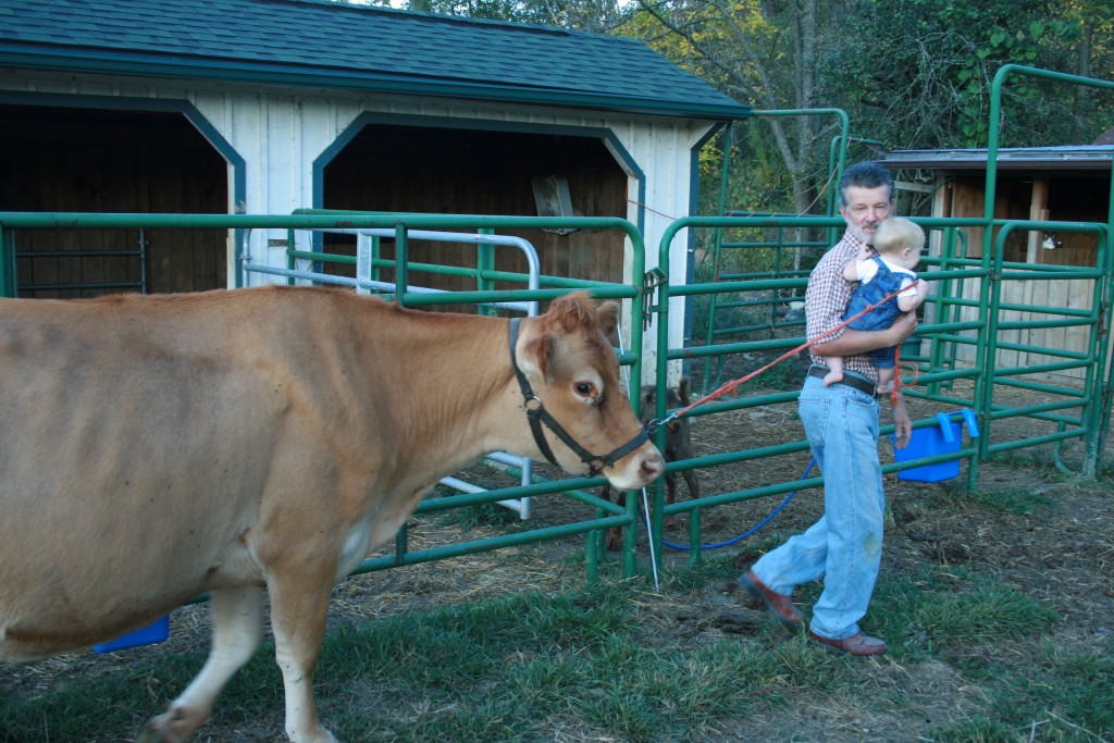 The Return of the Family Milk Cow | Lani's Cup of Tea