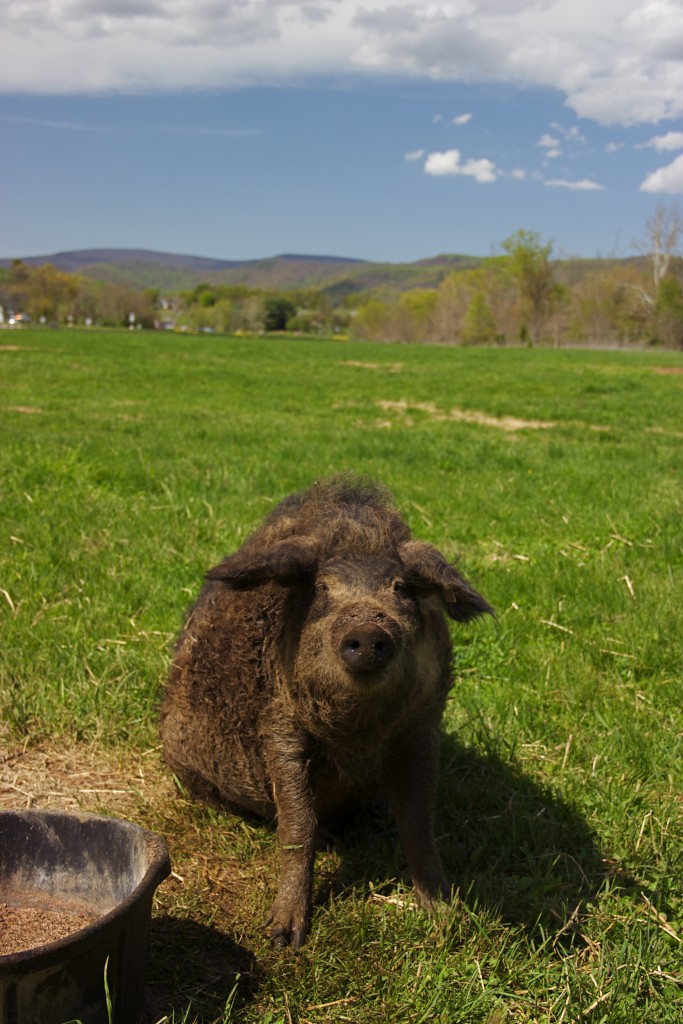 The Stockman Grass Farmer: "Hairy Pastured Pigs Have Virginia Chefs in ...