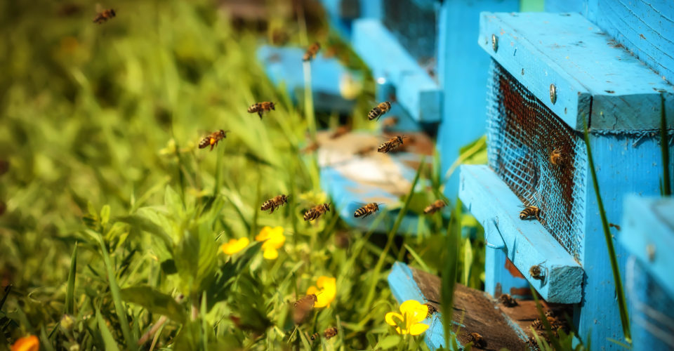 New York City Food Policy Center: Beekeeping in New York City | Lani's ...