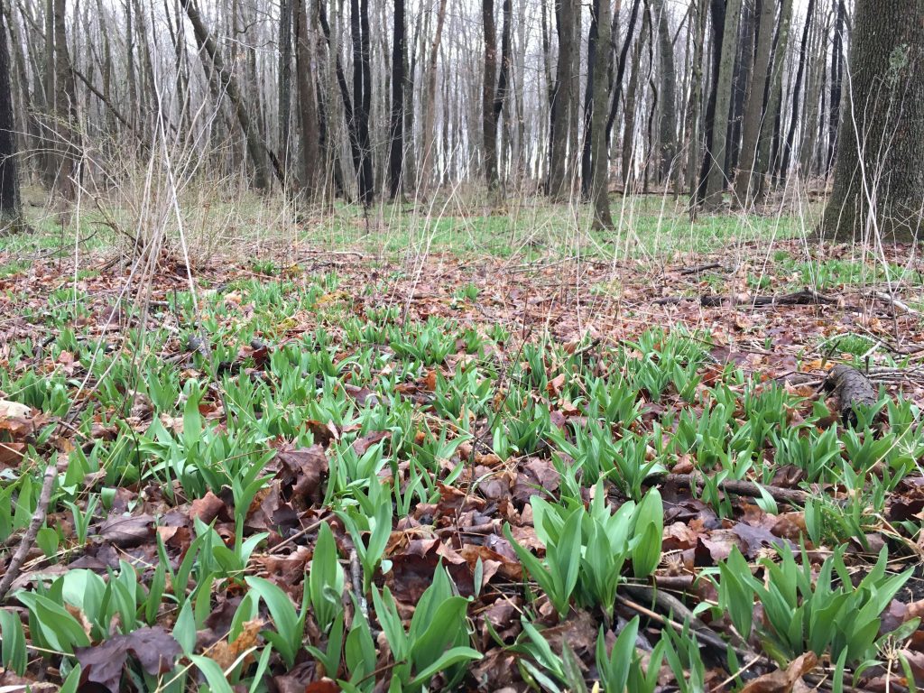 Michelin Guide Website: Foraging for Ramps With Chef Justin Bittner ...